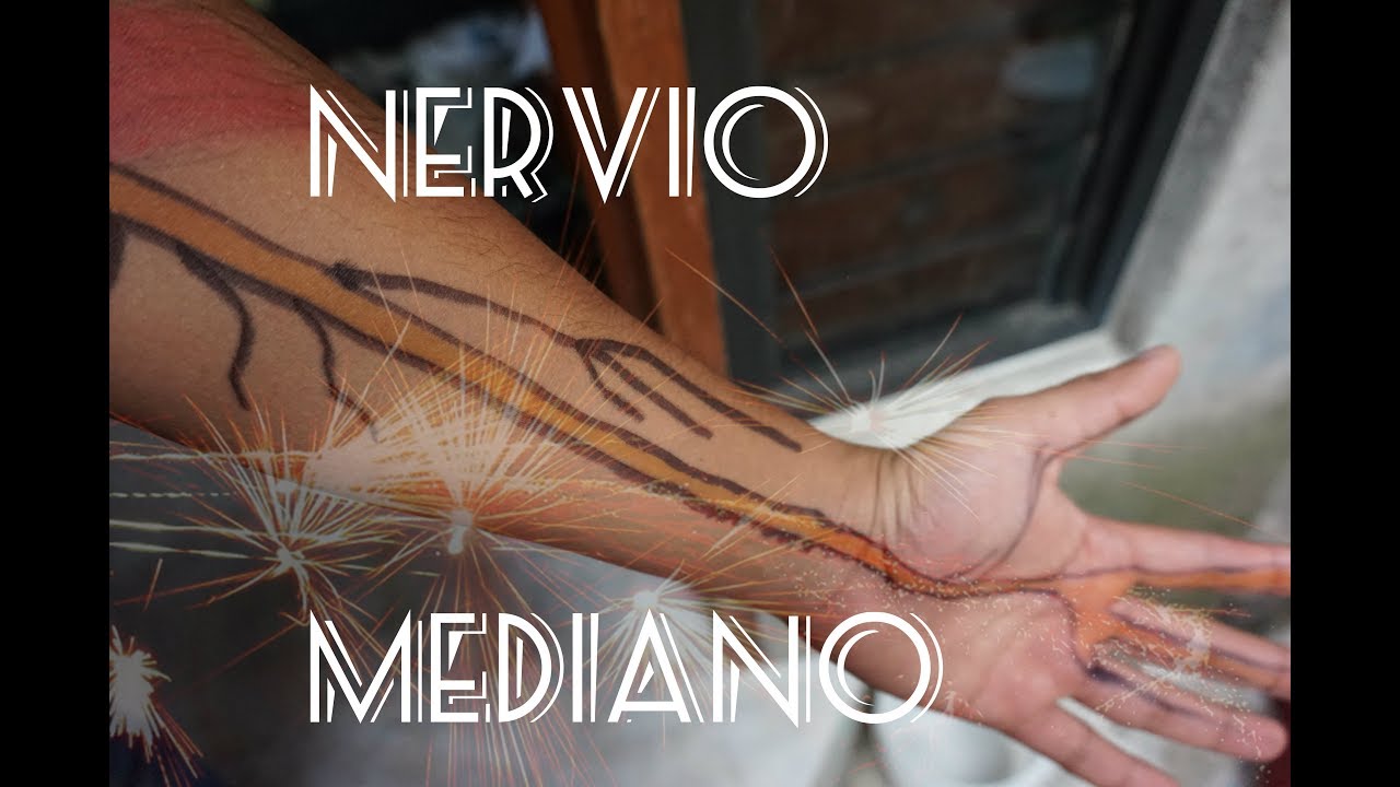 Nervio Mediano Trayecto (Anatomía) - YouTube