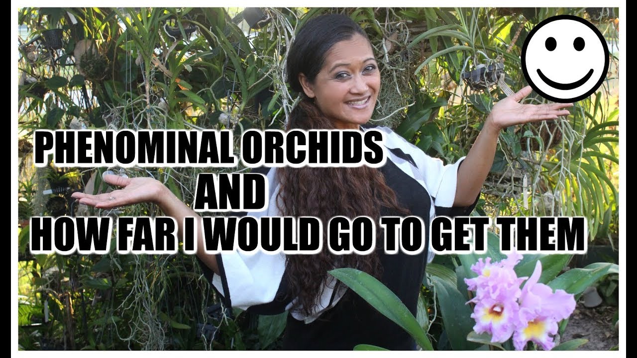 Phenominal Orchids & What I Am Willing To Do To Get Them! - YouTube