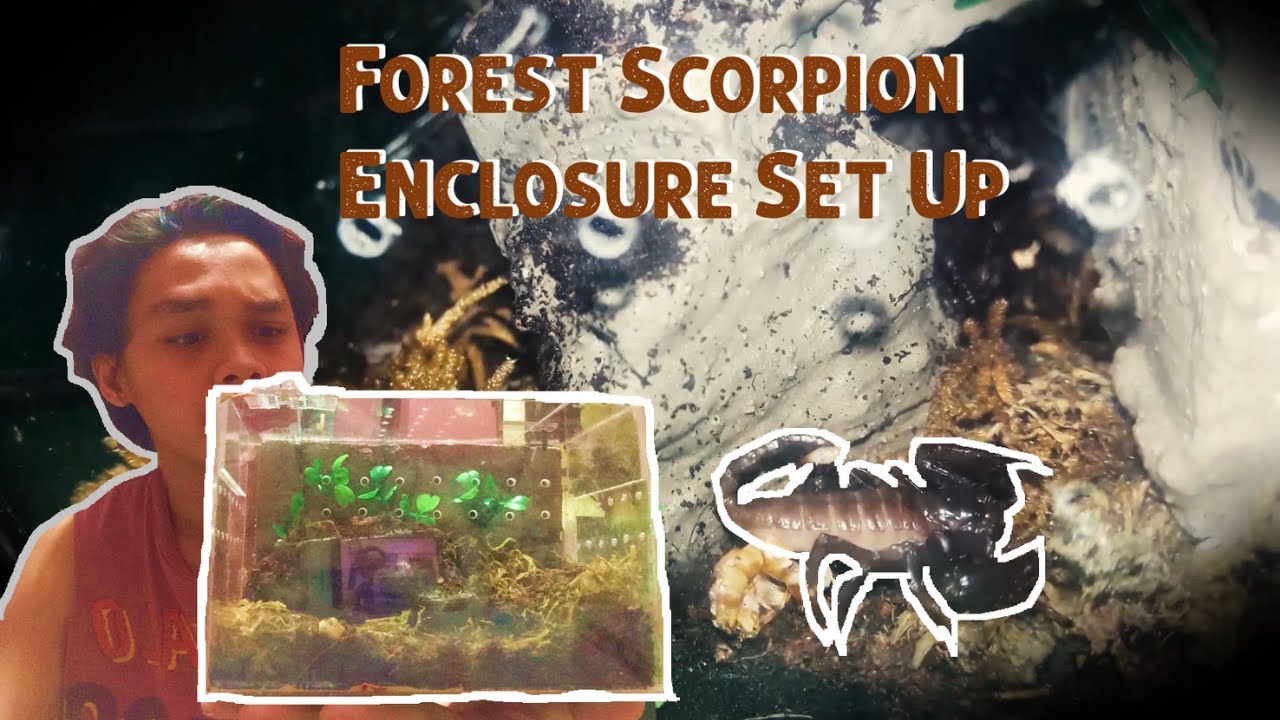 Forest scorpion Communal Set up | Vlog #28 - YouTube