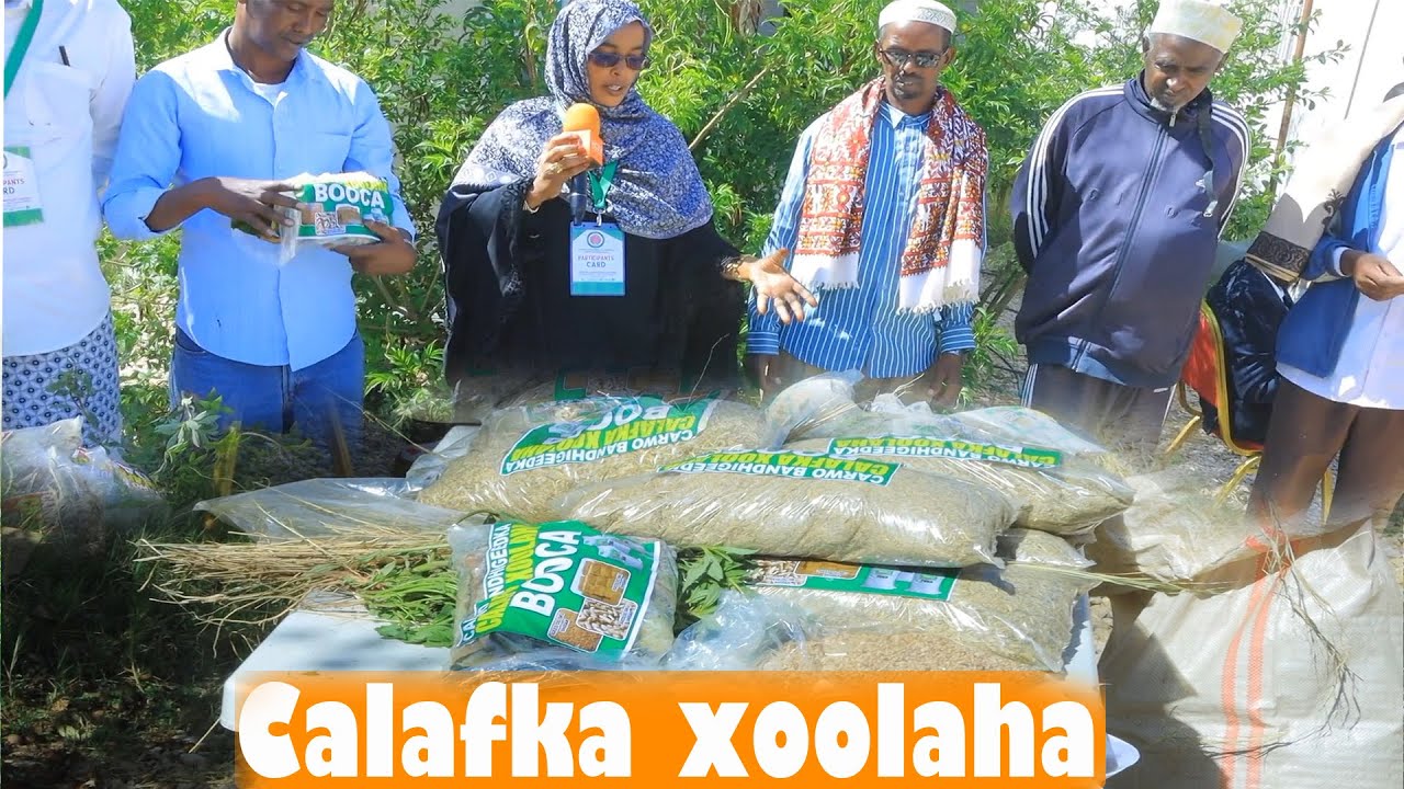 Carwa Ganacsiyeed ka Calfka Xoolaha Oo Rugta Ganacsiga Jsl Qaban ...