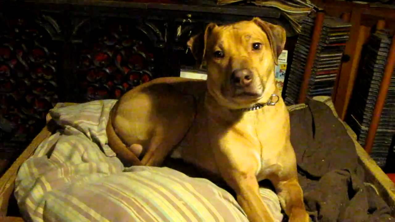 Red and Rex playing - YouTube