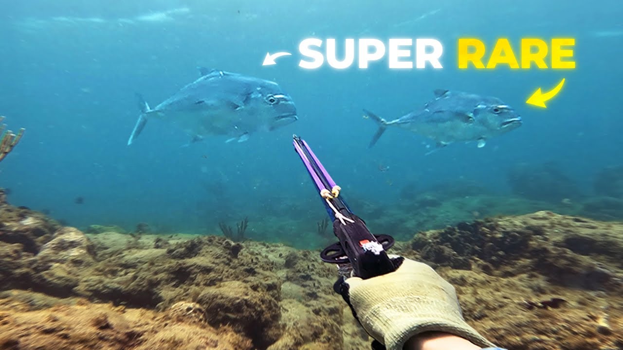 These SUPER RARE Fish Appeared Out of Nowhere... (Spearfishing St ...