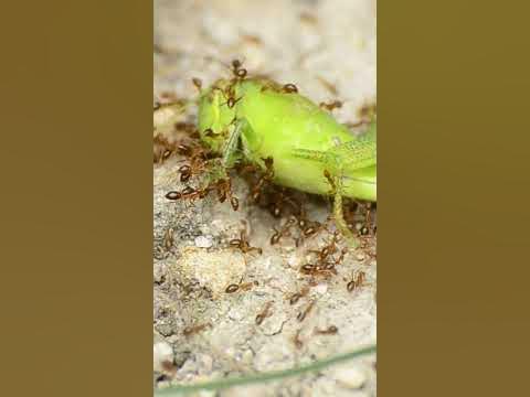 What If Ants Disappeared Tomorrow? The Shocking Reality! #whatif - YouTube