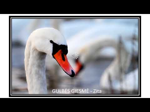 Gulbės giesmė