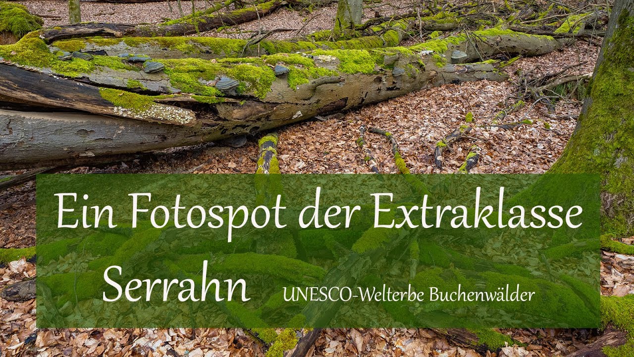Abenteuer Naturfotografie - Ein Fotospot der Extraklasse - Serrahn ...