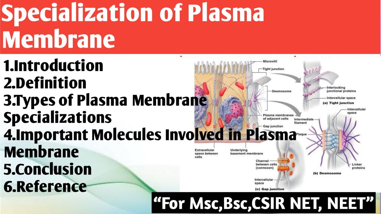Specialization of Plasma Membrane | Types of Plasma Membrane ...