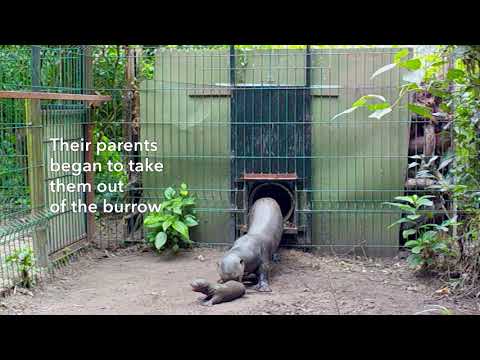 THE GIANT OTTER PUPS TURN ONE MONTH!