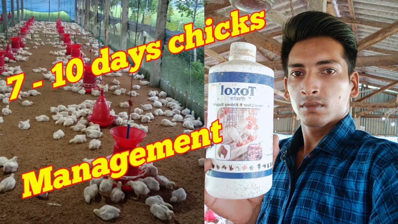 7 - 10 days management in broiler chicks, poultry farm management 7 ...