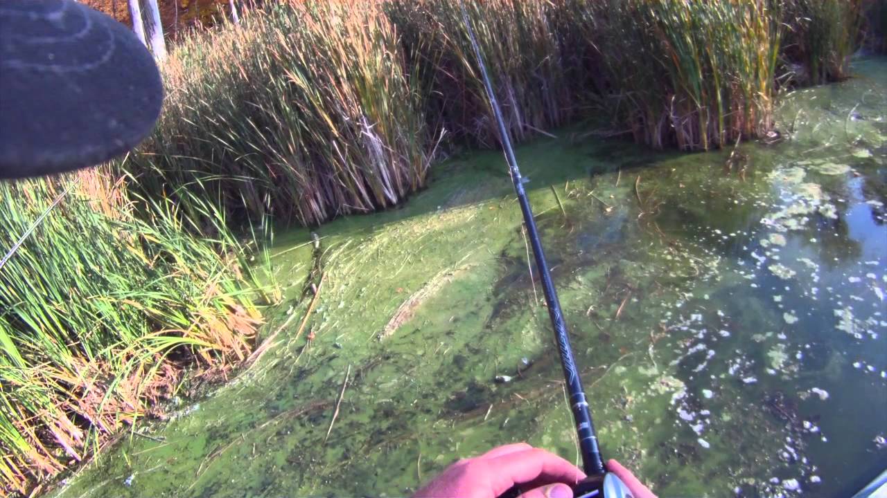 Bass Fishing Fall Slop Mop Up - YouTube