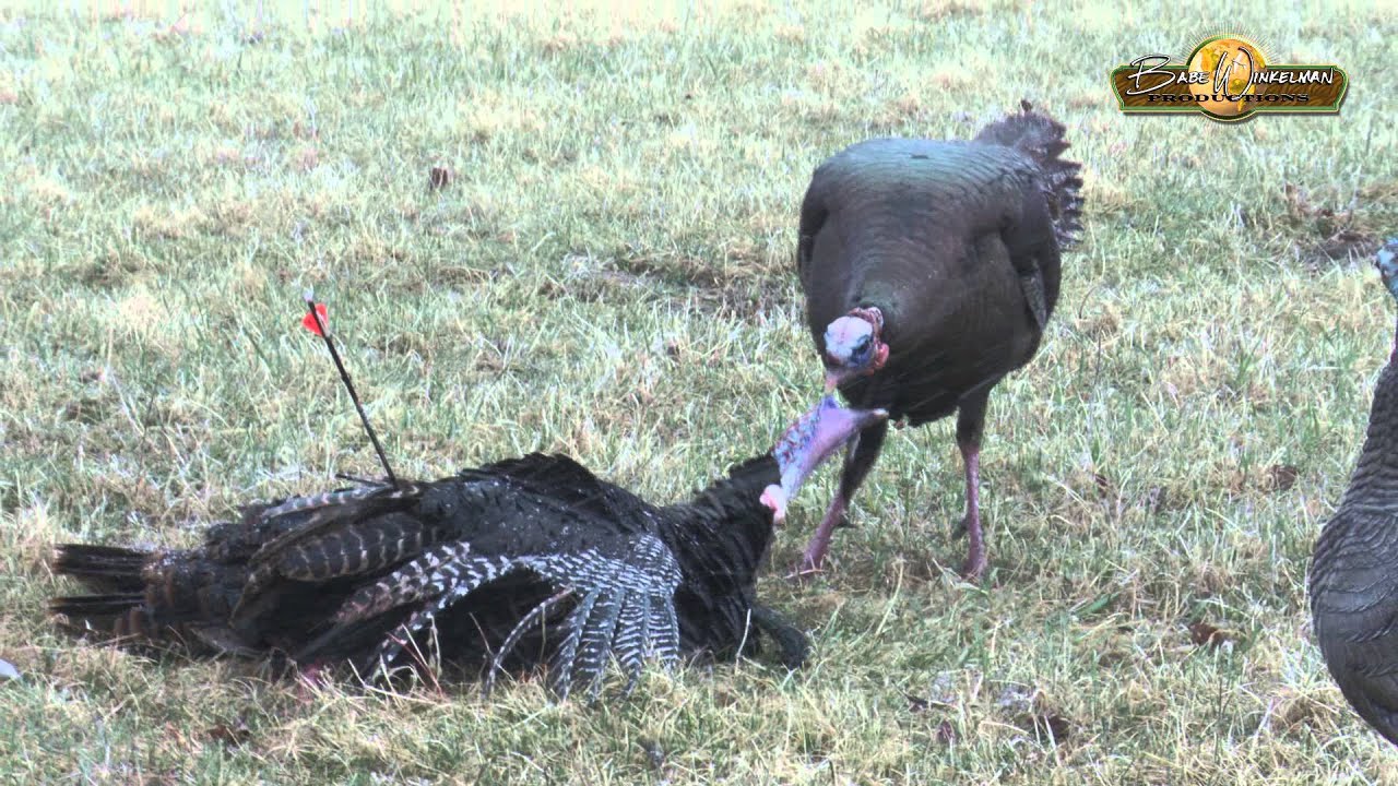 Amazing Turkey Video! - YouTube