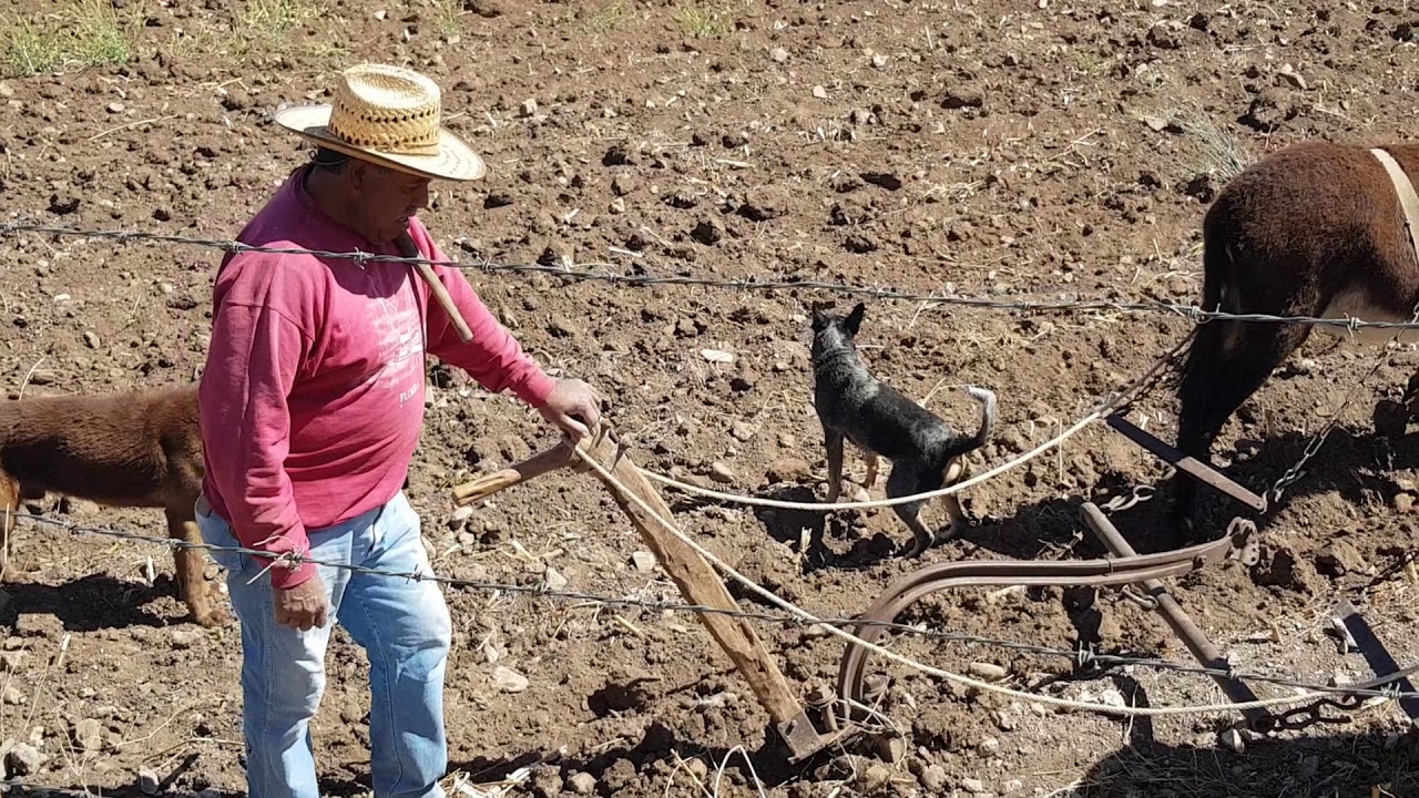 ASI.ES LA VIDA DEL RANCHO - YouTube