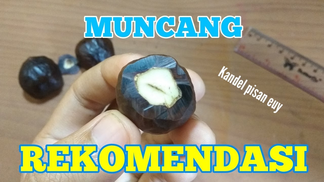 Muncang aduan lihat tebal batoknya sangat rekomendasi - muncang kemiri ...