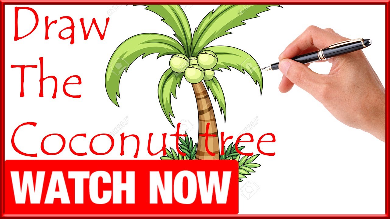 How To Draw The Coconut tree - Learn To Draw - Art Space - YouTube