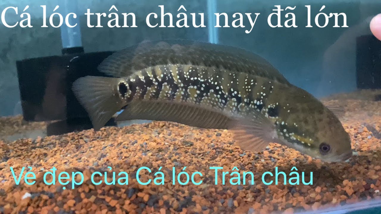 Cá lóc trân châu đỏ và đen sau 2 tháng về nhà nuôi | channa trân châu ...