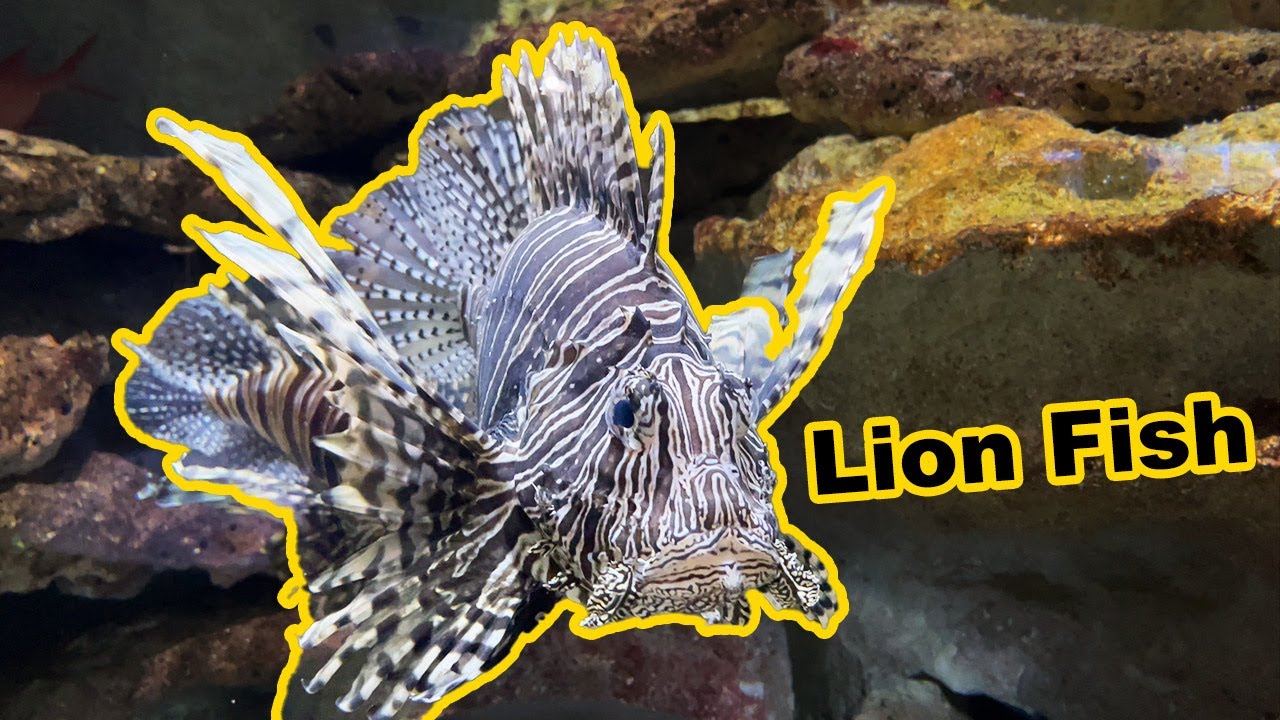 Lion Fish, swimming, animation reference, 4K, 24 fps - YouTube