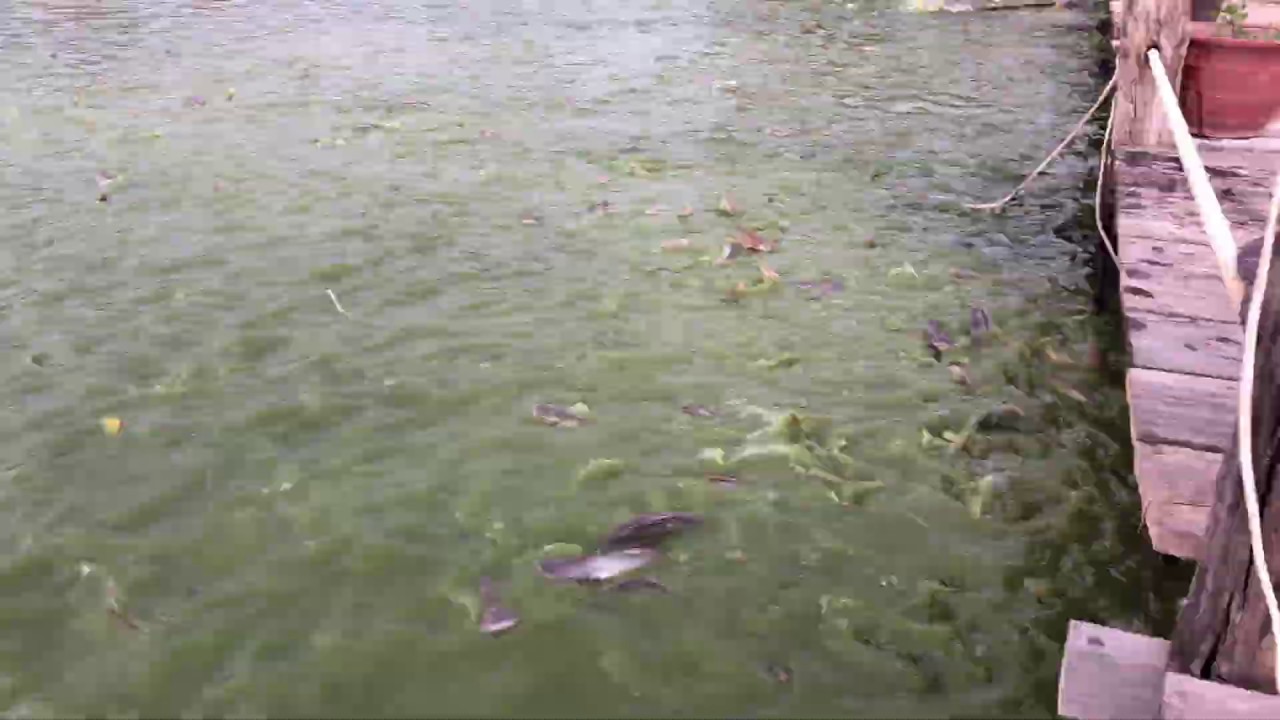 Fish farming in ponds - YouTube