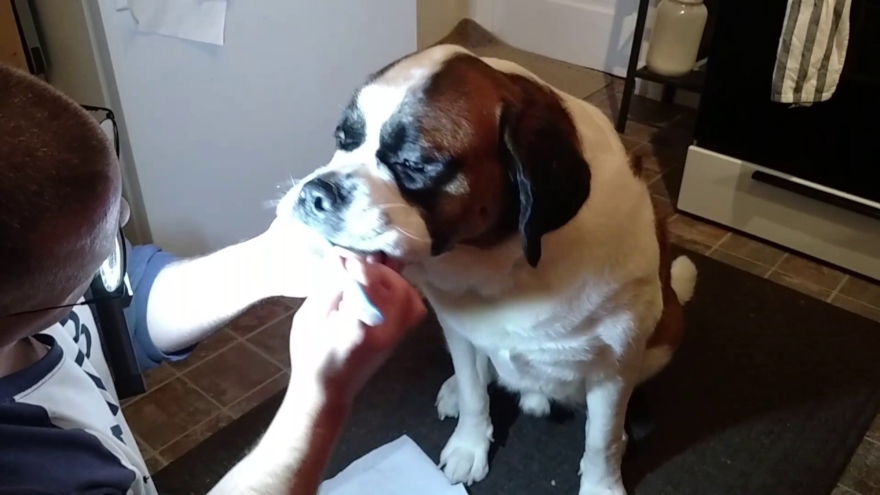 Hagrid, our Saint Bernard bedtime tooth brushing - YouTube