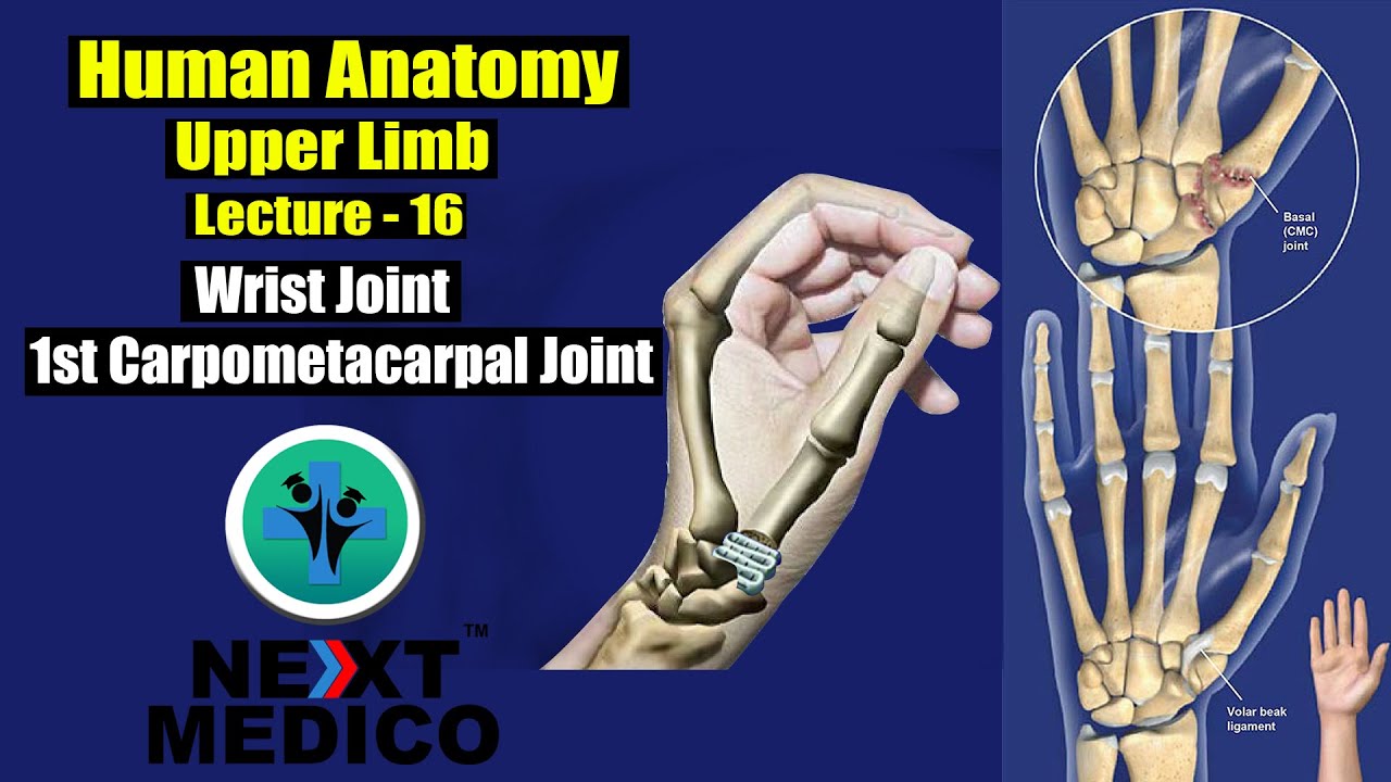 NEXT MEDICO 2022 - MBBS Human Anatomy - Upper Limb - Wrist Joint 1st ...
