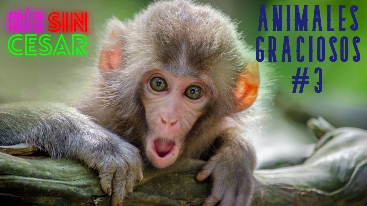 😹 Animales GRACIOSOS PARTE 3 (PERROS y GATOS CHISTOSOS) 🐕 - YouTube