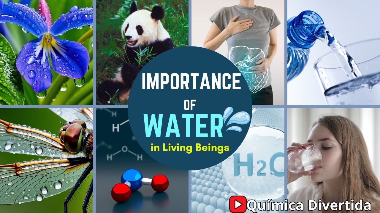💧 Water: The Importance of WATER in Living Beings 🌎🌱🍅 - YouTube