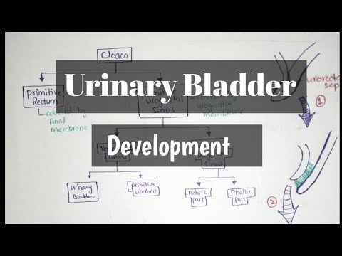 Development of Urinary Bladder - YouTube