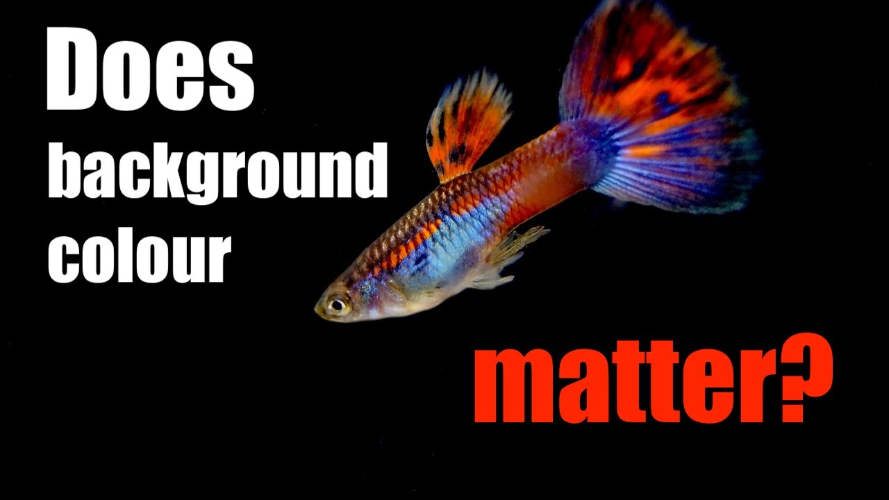 The Impact of Background Colour on Fish Colouration - YouTube