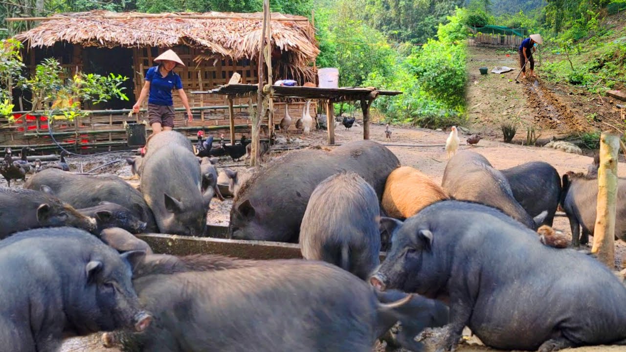 Build a wild boar farm, feed the pigs, garden, and hatch a lot of ...