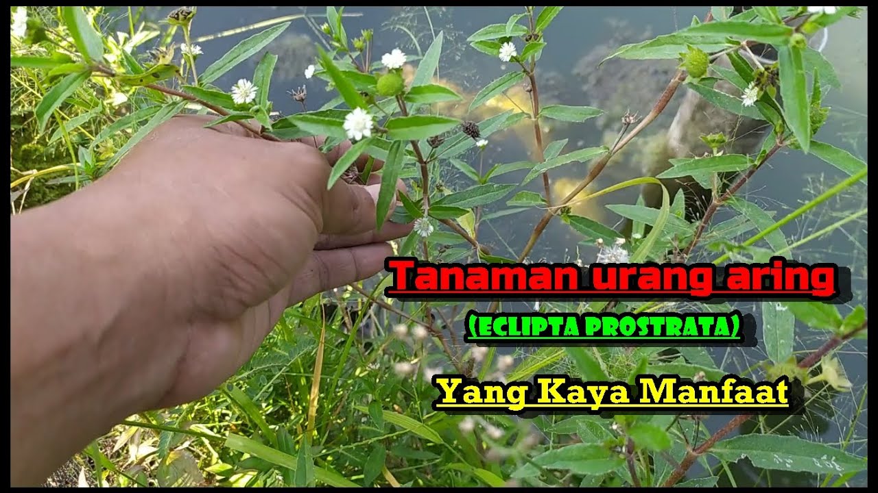 Tanaman Urang Aring (Eclipta Prostrata) - YouTube