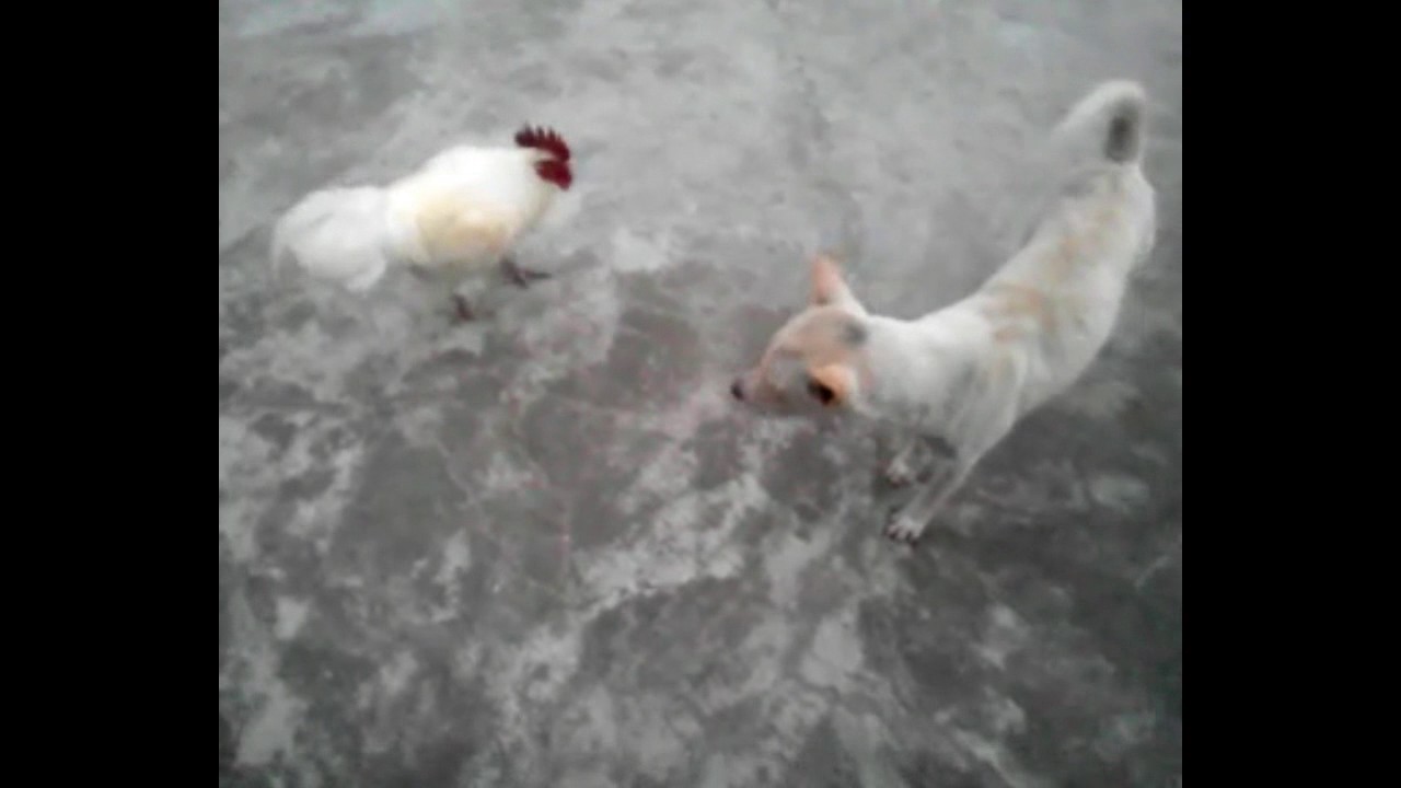 CHICKEN VS DOG - YouTube