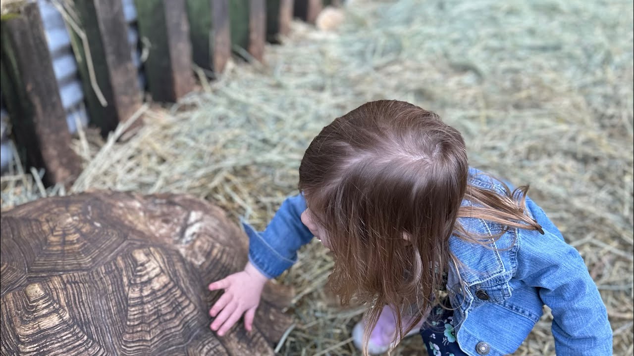 Sophie brings her baby doll to pet turtles and alligators! - YouTube