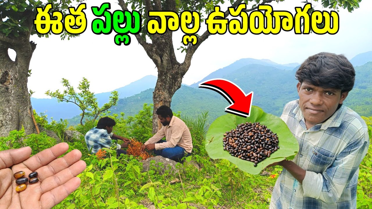 "ఈత పల్లు వలన ఆశ్చర్యకరమైన ఉపయోగాలు | Eetha Pallu Health Benefits in ...