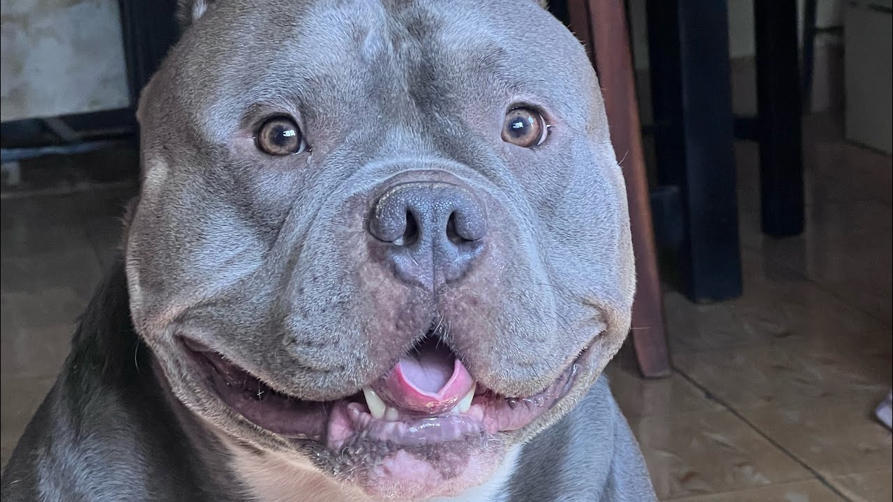AMERICAN BULLY POCKET Cuidados y características - YouTube