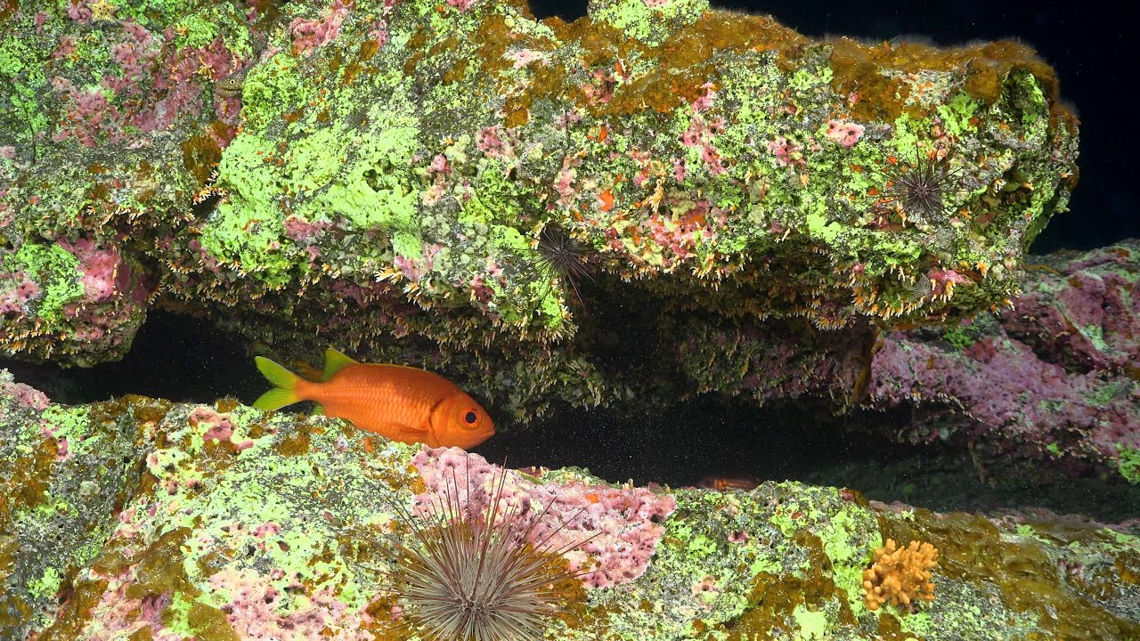 Unexplored Seamounts of the Salas y Gómez Ridge | 4K ROV Highlights ...