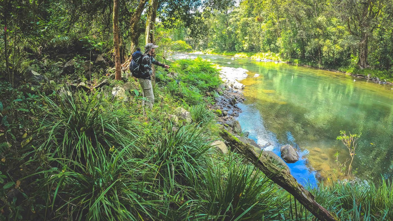 Tropical North Queensland Jungle Perch Fishing. - YouTube