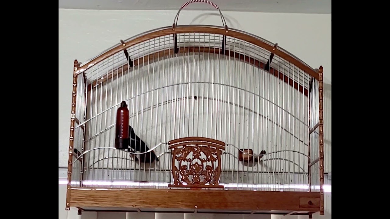 NEGRITO CUBANO CANTANDO Y SILBANDO , CUBAN BULLFINCH , MELOPYRRHA ...