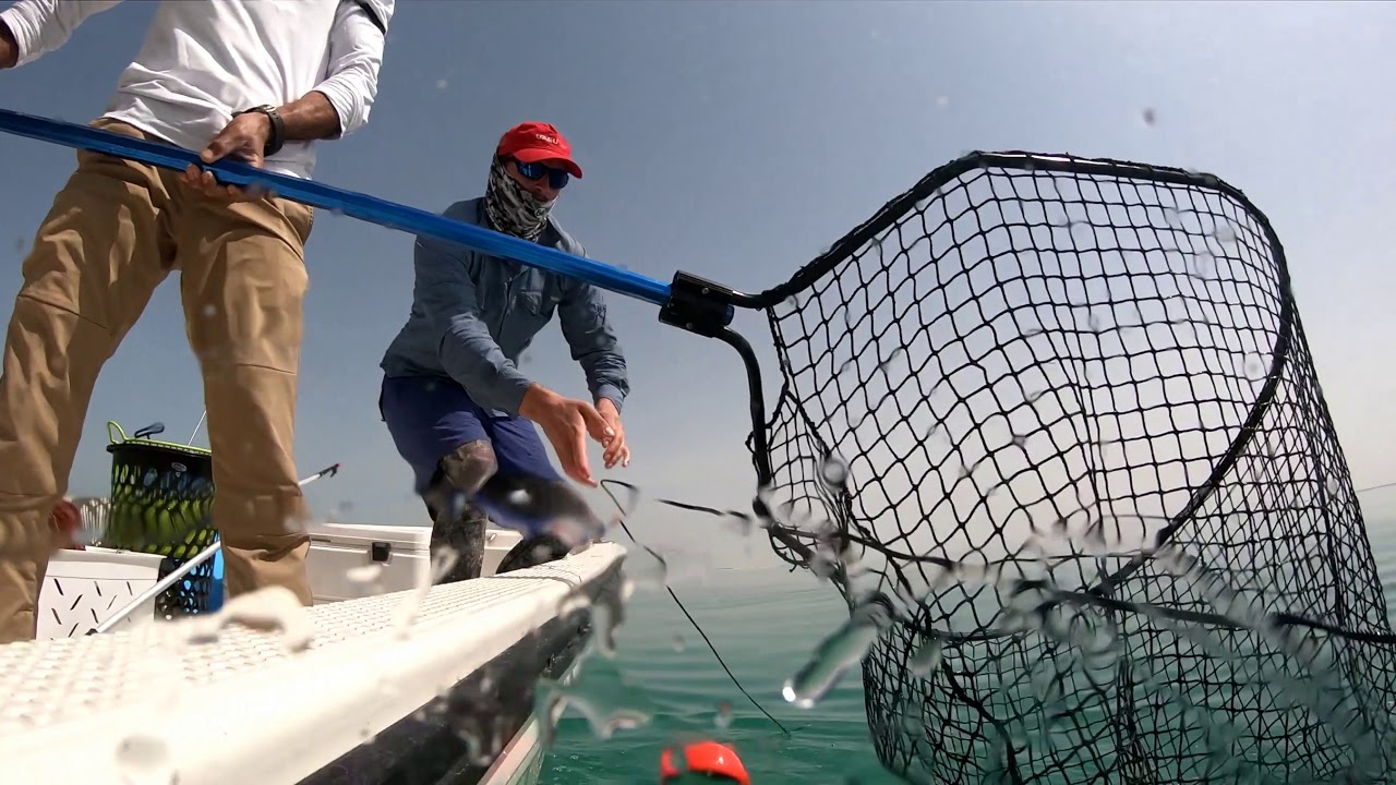 Halavi guitarfish (Glaucostegus halavi) - YouTube