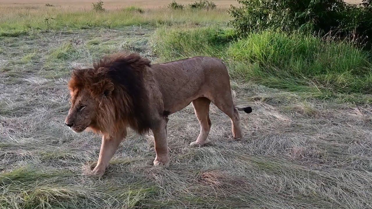 Oloshipa Black Rock Male Lion Hiding in the Bush | Masaimara | May 2024 ...