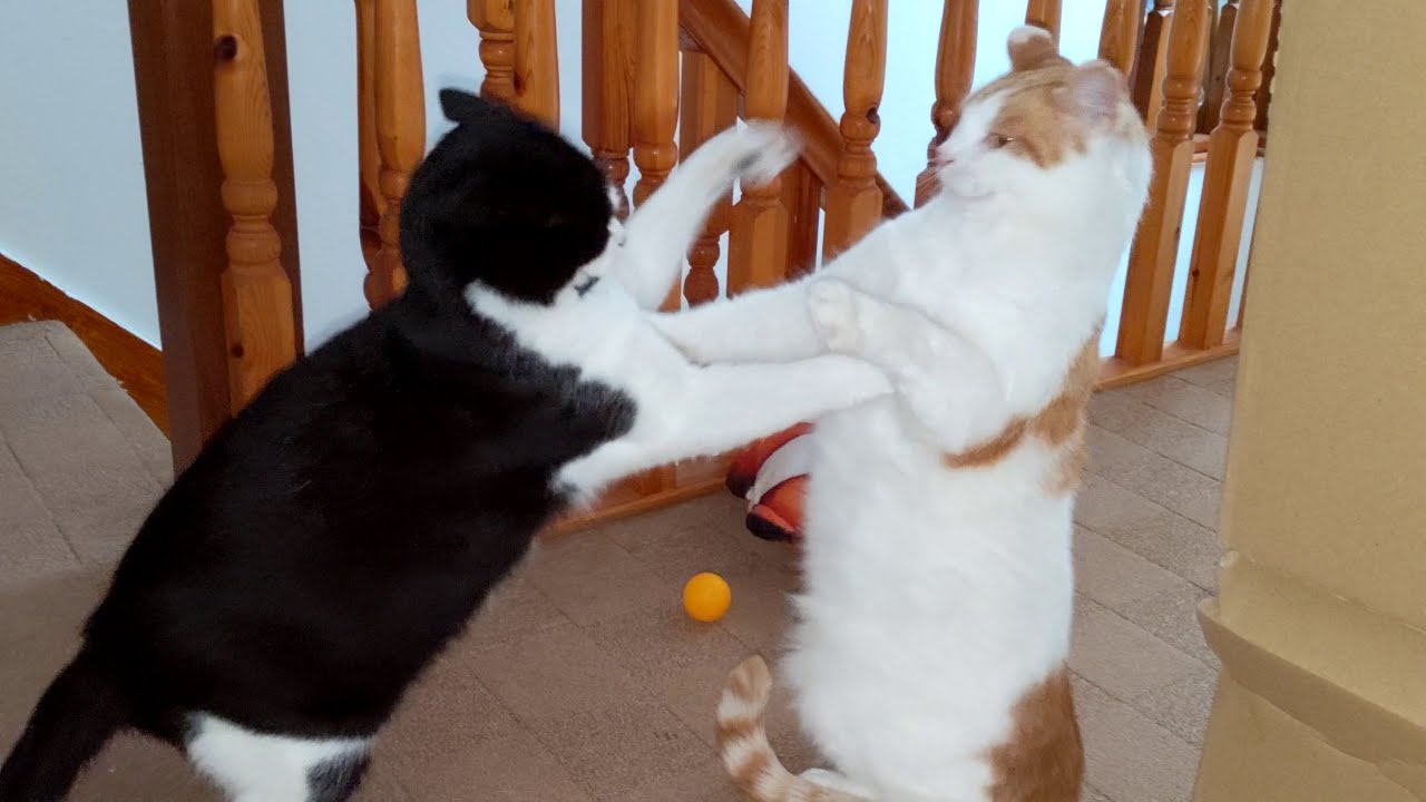 Cats Play Fighting | 4K - YouTube
