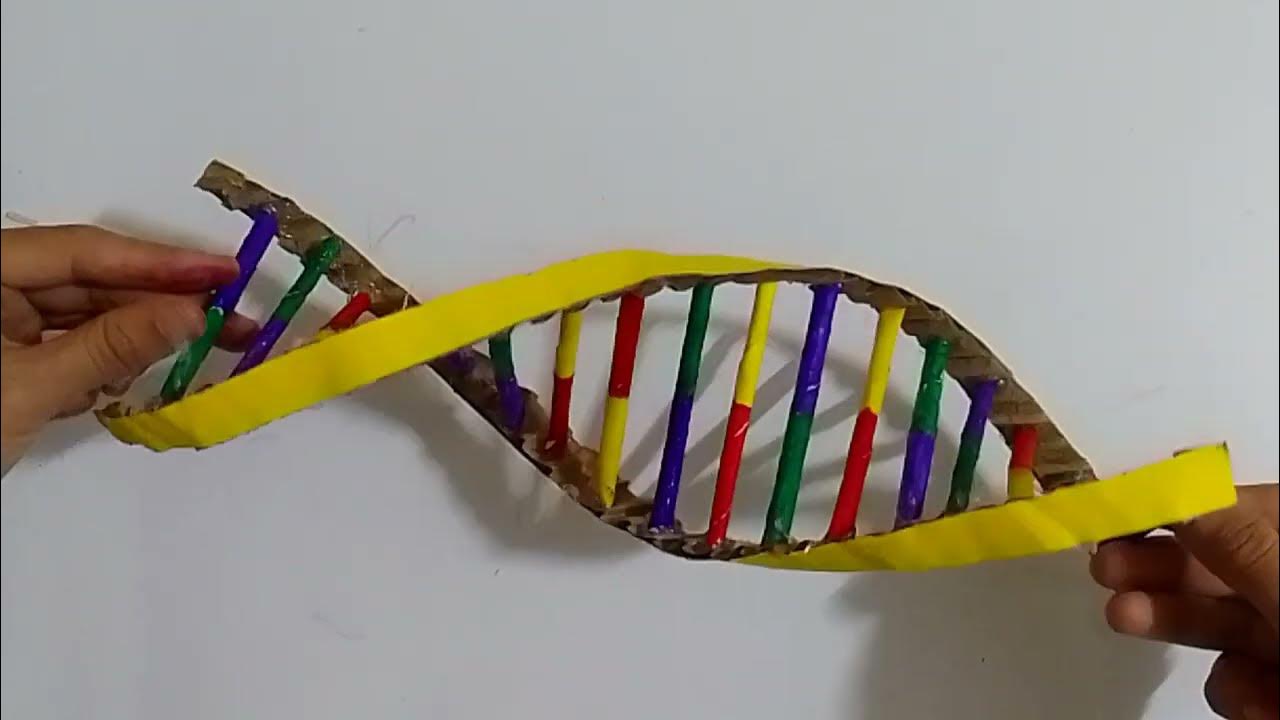 Cardboard DNA Model Project | Science Exhibition Model | 3D DNA science ...