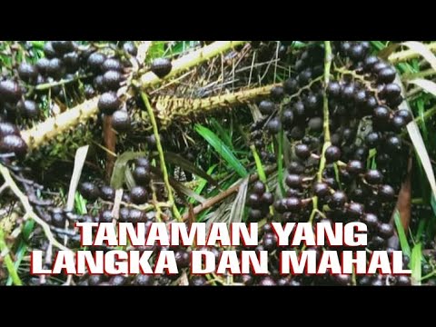 TANAMAN JERNANG YANG SEMAKIN LANGKA DI HUTAN RIMBA,,HARGA SELANGIT ...