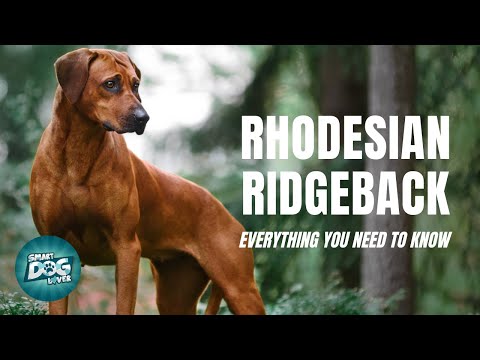 Guide to the Rhodesian Ridgeback dog breed [Expert Opinion]