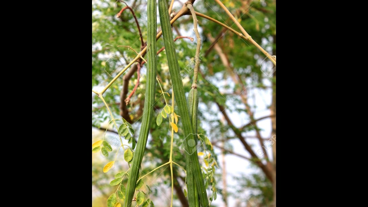 Harvesting Moringa tree pods to eat - YouTube