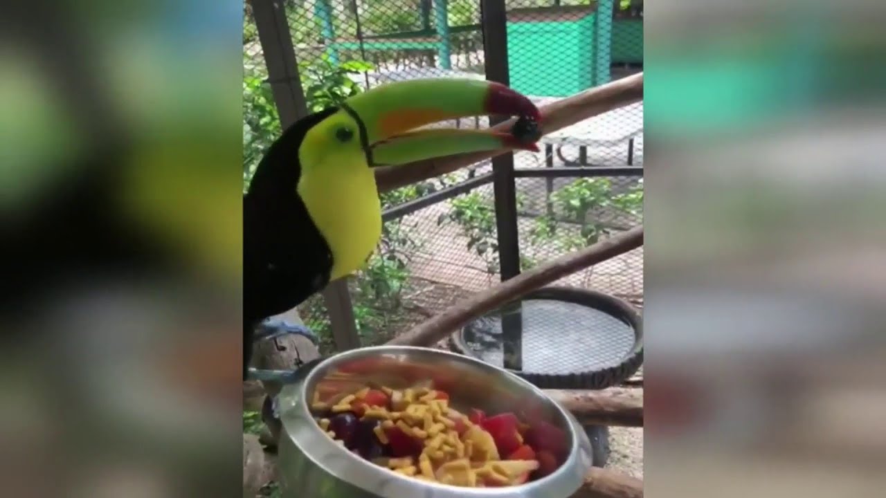 Tiki the toucan escapes from Flamingo Gardens - YouTube