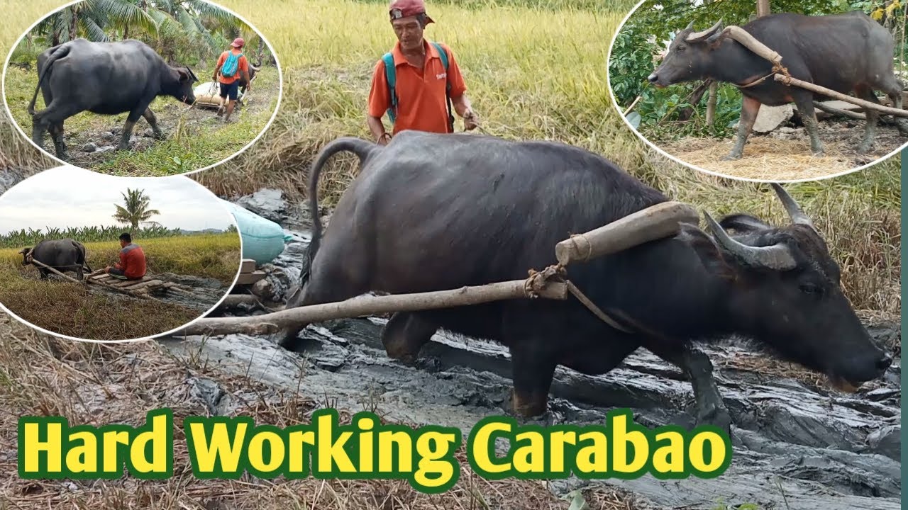The Hard Working Carabao | @Ms.TipidChe - YouTube