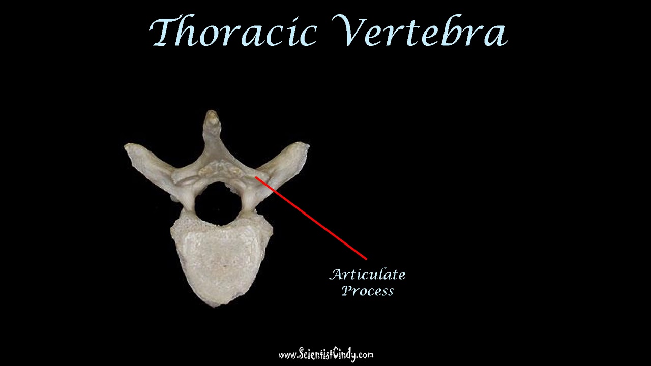 vertebrae practice for practical exam - YouTube