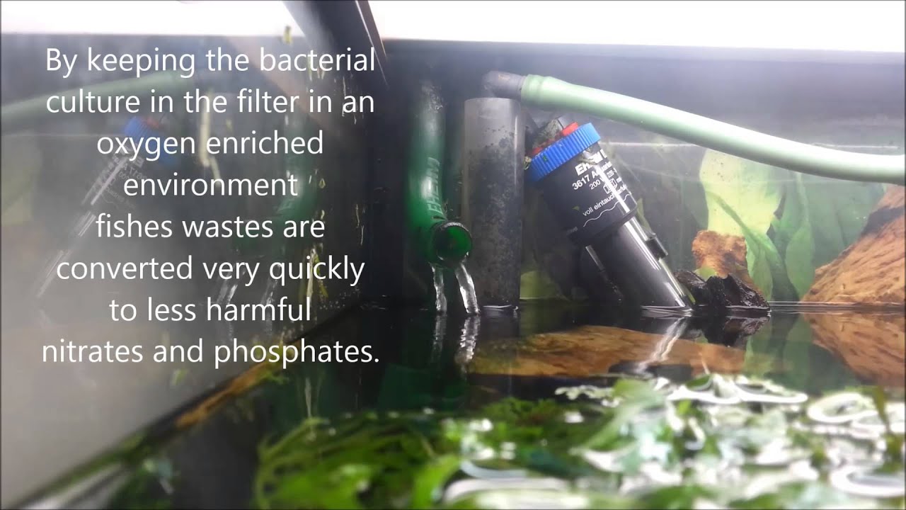Eheim Canister Filter - The 2227 Filter I use on my Aquarium. - YouTube