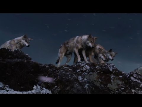 Wolf Totem Trailer #1