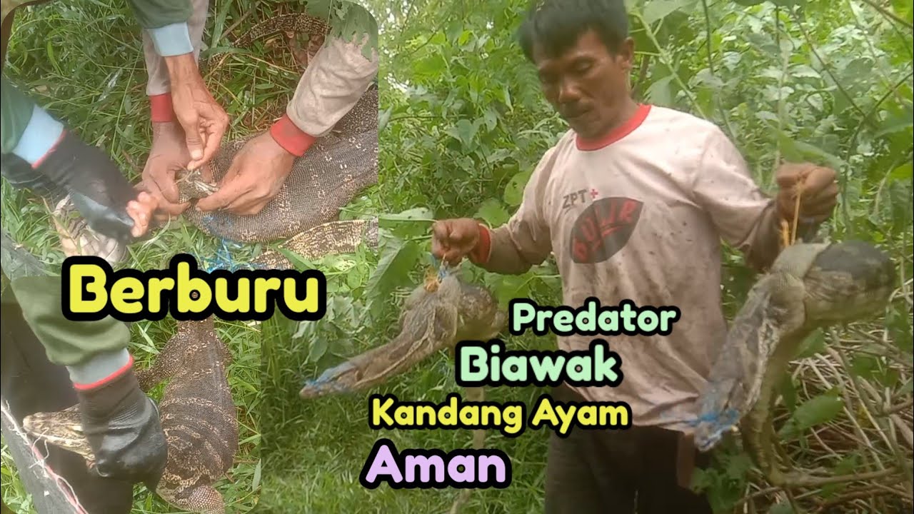Pemburu Predator Biawak. 2 ekor tertangkap.Kandang Ayam lebih aman ...