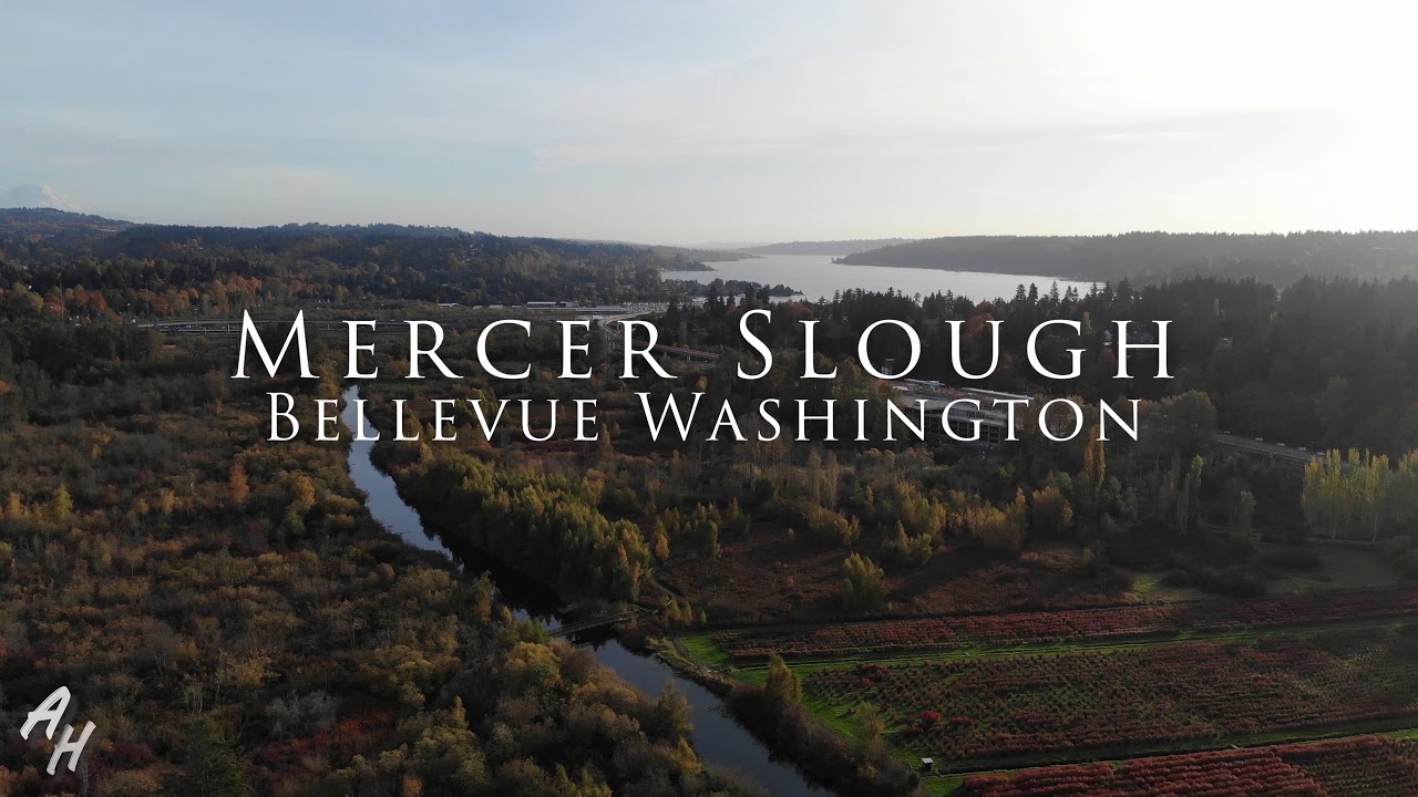 Mercer Slough | Bellevue Washington - YouTube