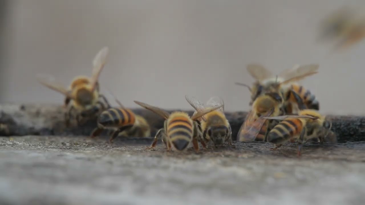Wild honey bees guard the entrance to their hive as foragers return ...